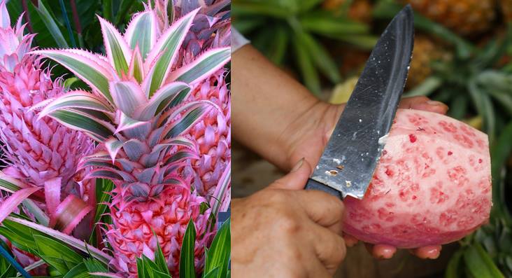 FDA aprueba piña transgénica rosada alta en licopeno (anti-cancerígeno ...