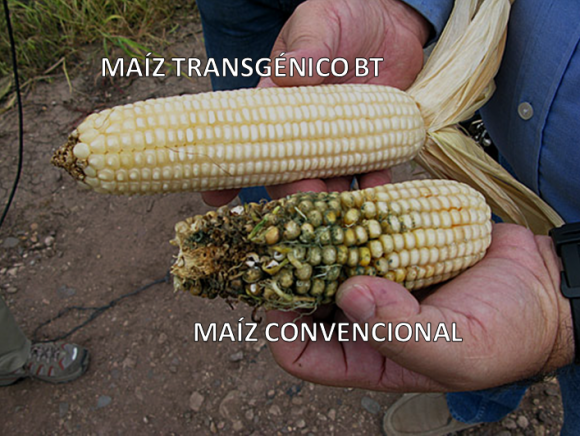 40 años de datos muestran que el maíz transgénico Bt también protege de ...